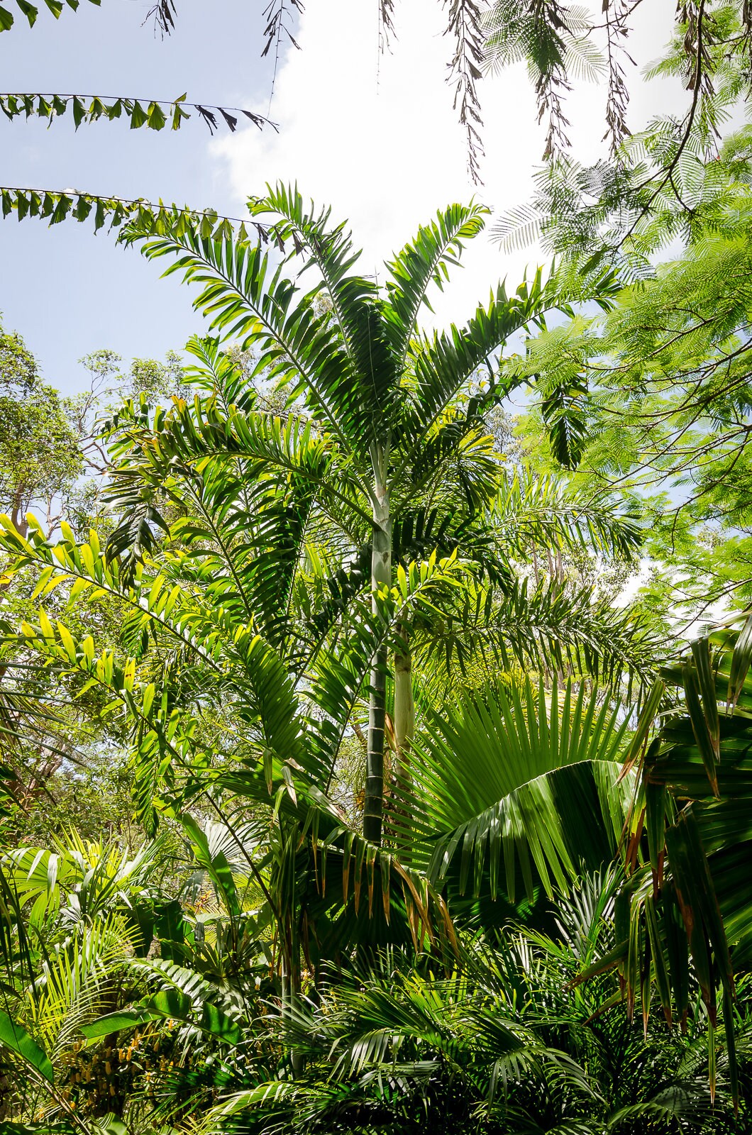 Dypsis Pembana