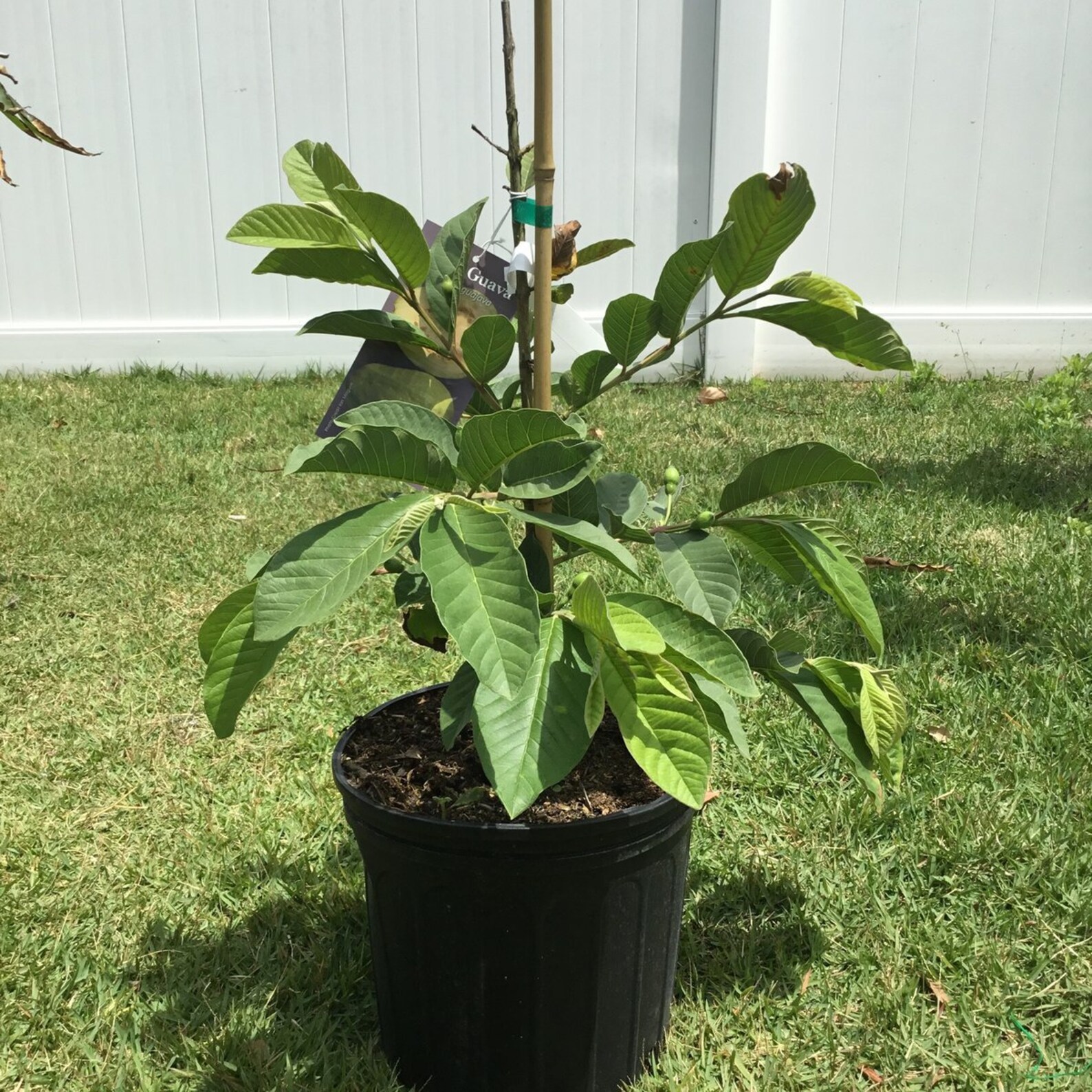White Guava Tree Live Tree in a 3 Gallon Pot 1-2 Feet Tall - Etsy