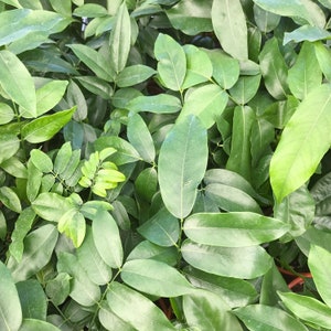 Lucky Bean Plant Live Plant in a 4 Inch Pot Castanospermum Australe ...