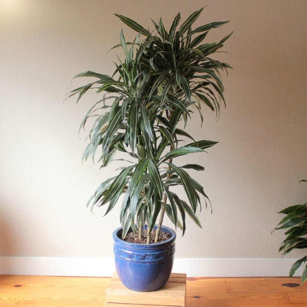 Dracaena Warneckii Cane