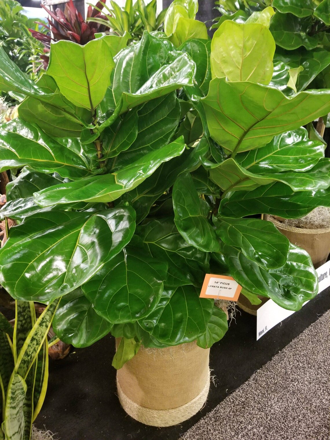 Fiddle Leaf Fig Bush Live Plant in a 10 Inch Pot Ficus | Etsy