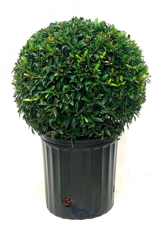 Eugenia Topiary Plant