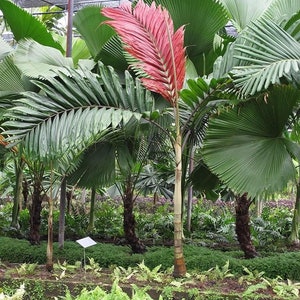 Red Flame Palm - Live Plant in a 3 Gallon Growers Pot - Chambeyronia ...
