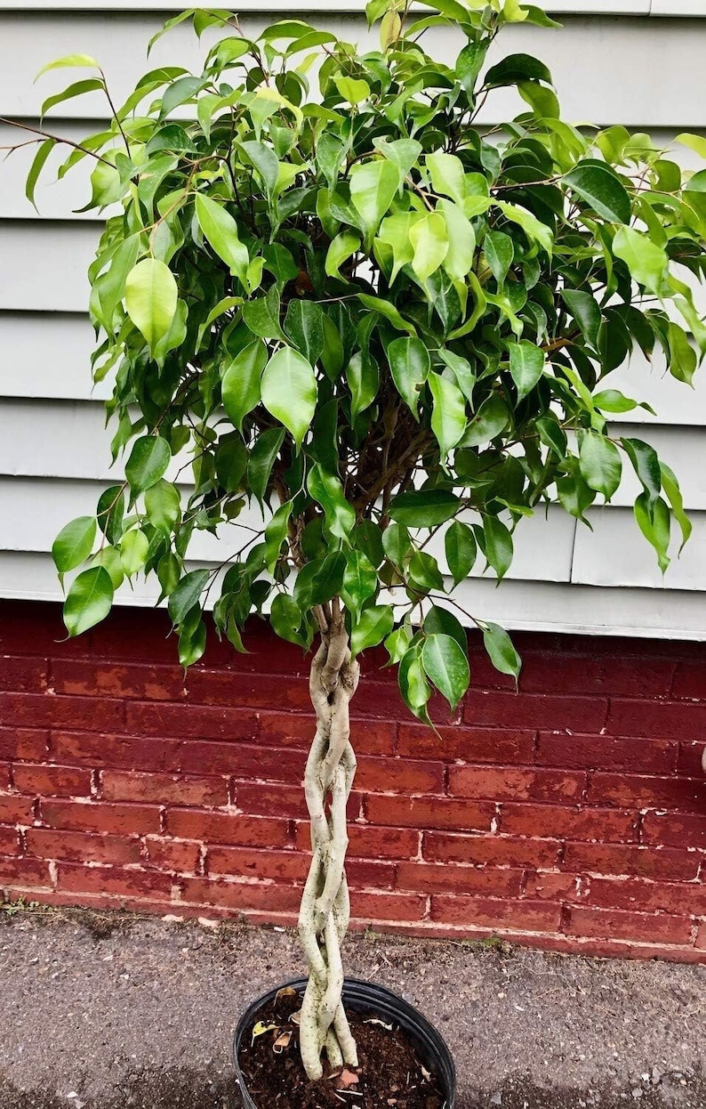 Ficus Benjamina Weeping Fig Braided Tree - Live Plant in a 10 Inch Pot ...