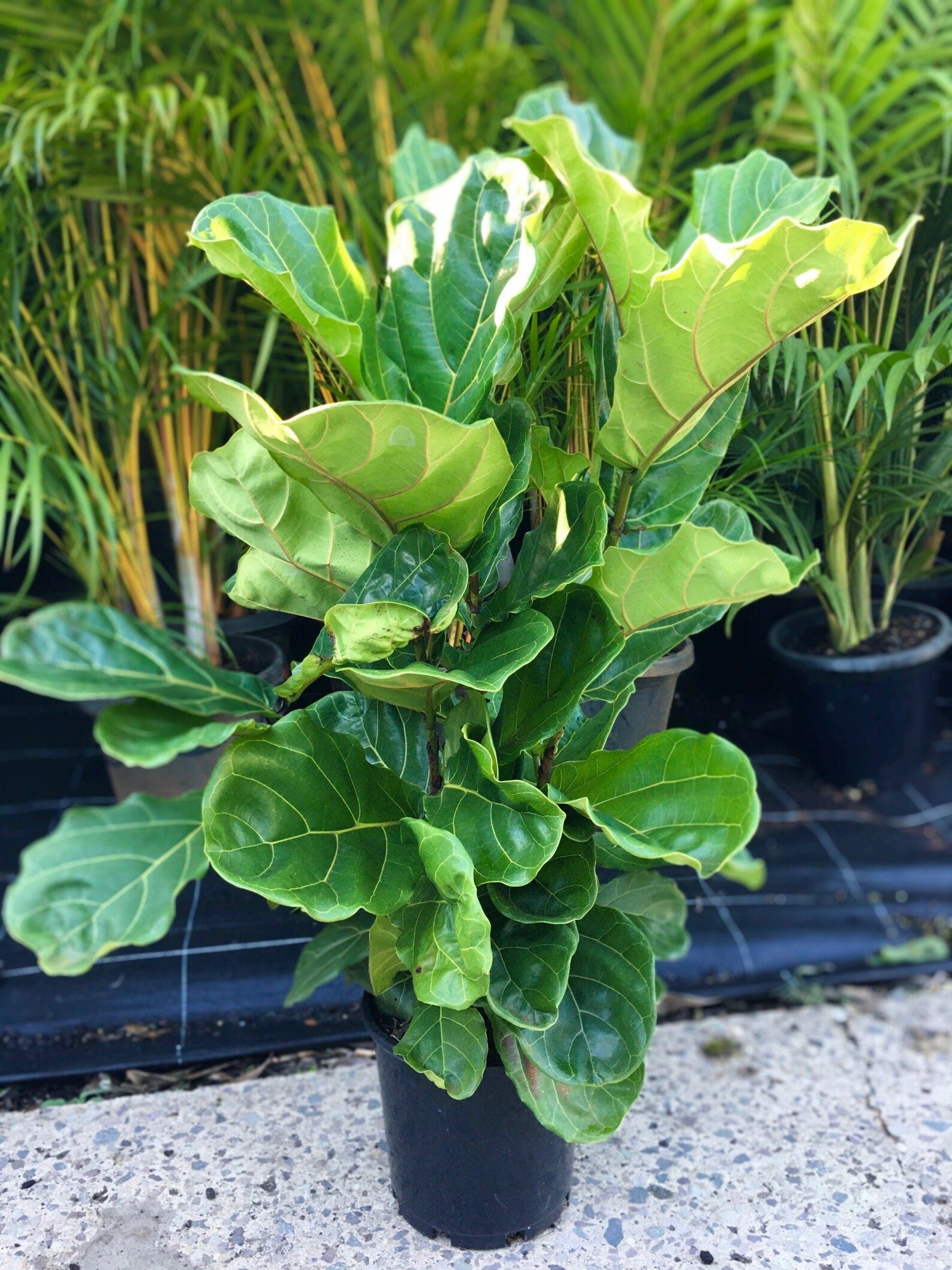 Fiddle Leaf Fig Bush Live Plant in a 10 Inch Pot Ficus | Etsy