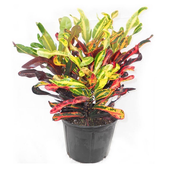 Curly Croton Plant Leaf
