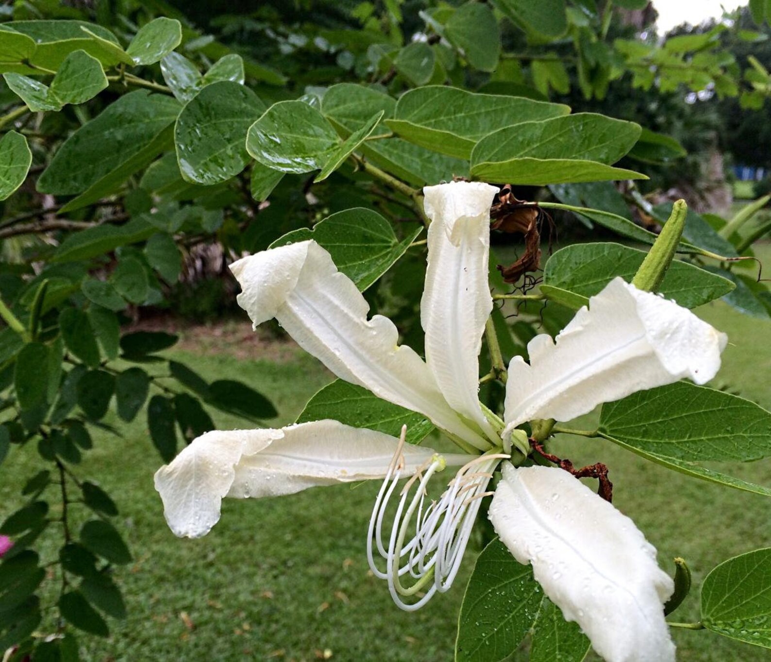 White Orchid Tree Live Plant in a 3 Gallon Pot Bauhinia - Etsy