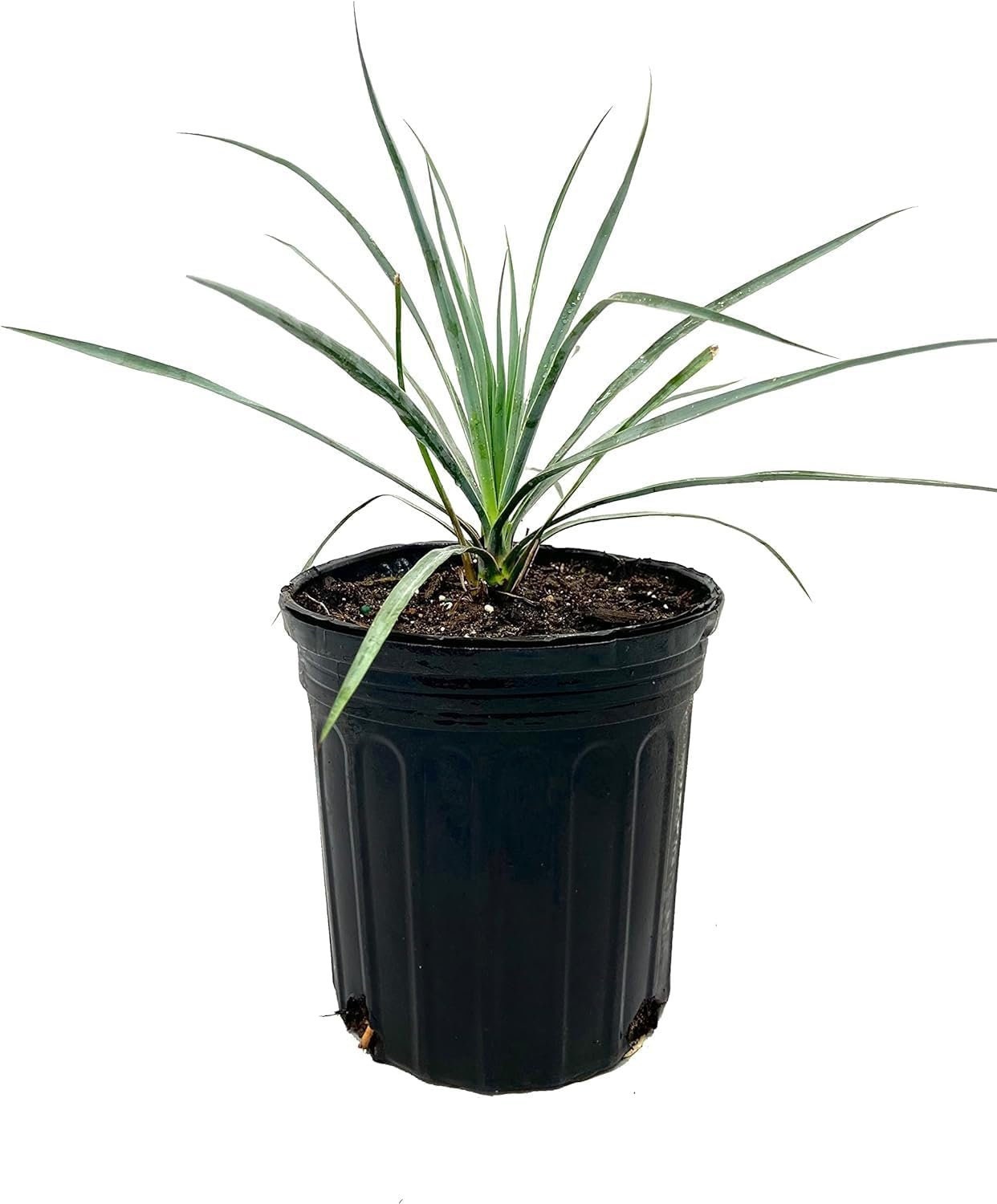 Silver Yucca - Live Plant in a 3 Gallon Growers Pot - Yucca Rostrata ...