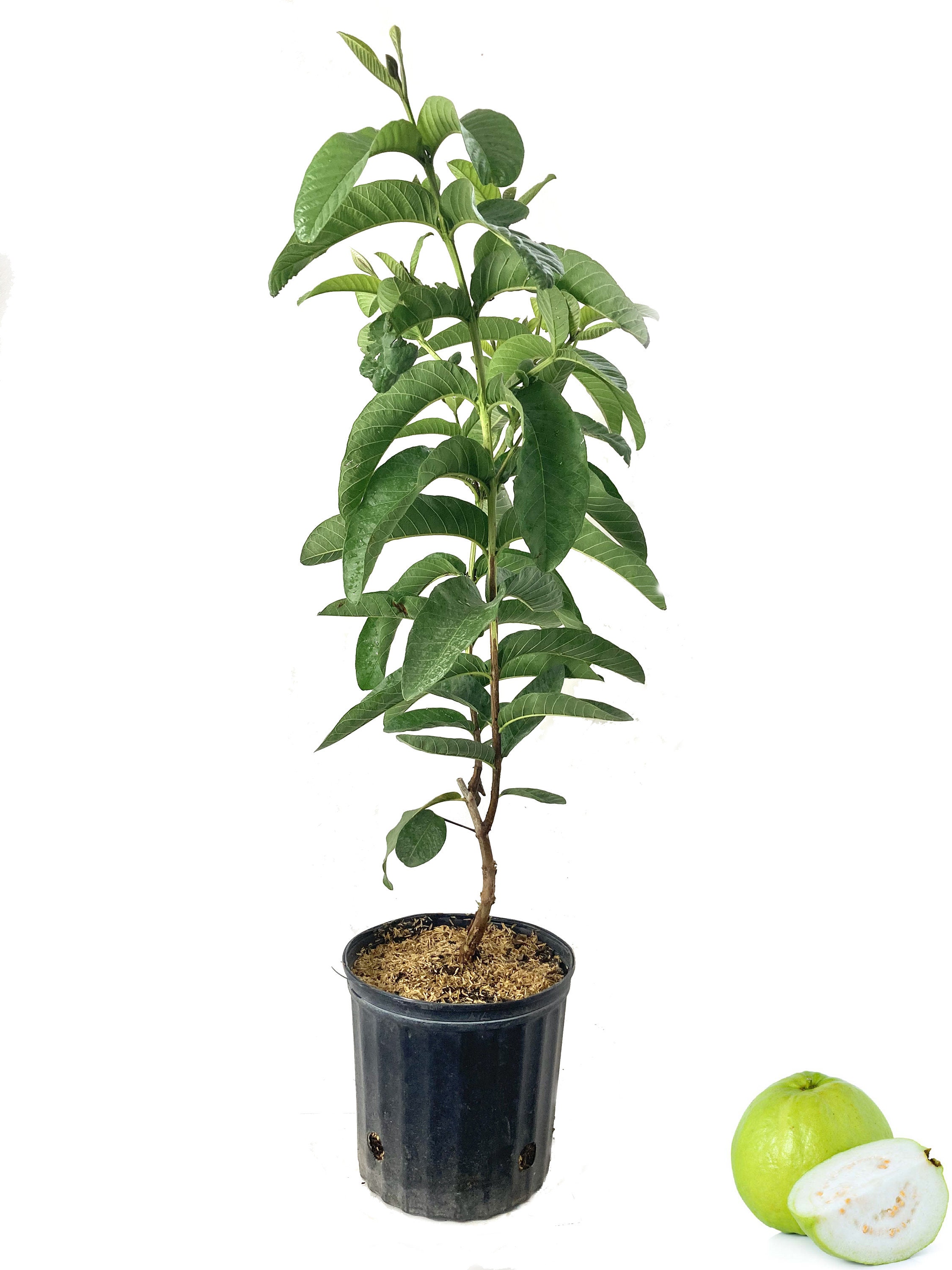 White Guava Tree Live Tree in a 3 Gallon Pot 1-2 Feet Tall - Etsy
