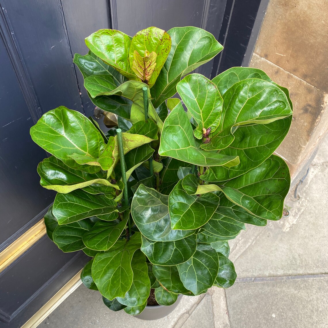 Fiddle Leaf Fig Bush Live Plant in a 10 Inch Pot Ficus | Etsy