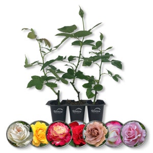 Roses Plants - Etsy