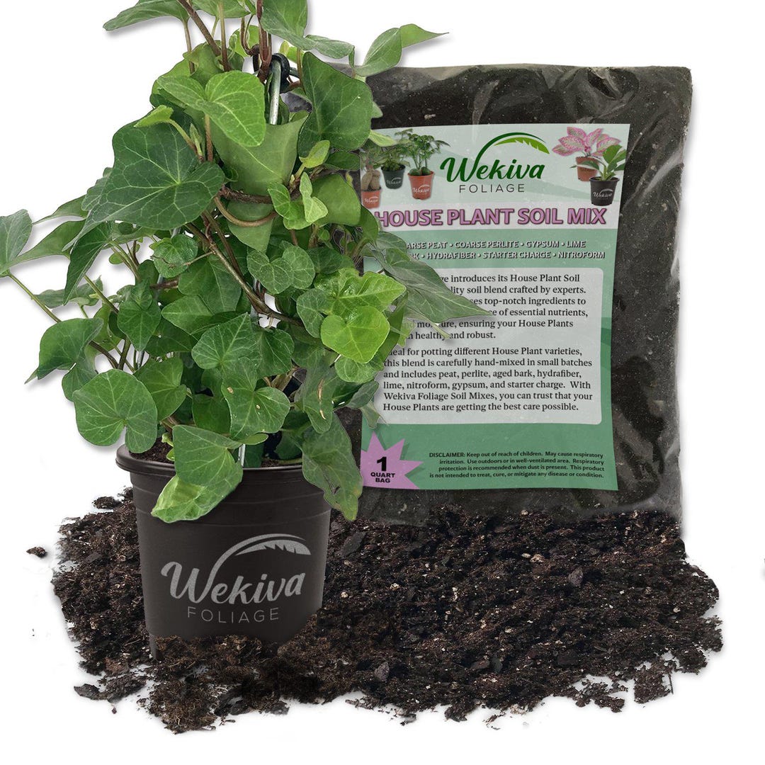 English Ivy Tree and Soil Mix Combo - Live Plant in a 4 Inch Pot With 1 ...