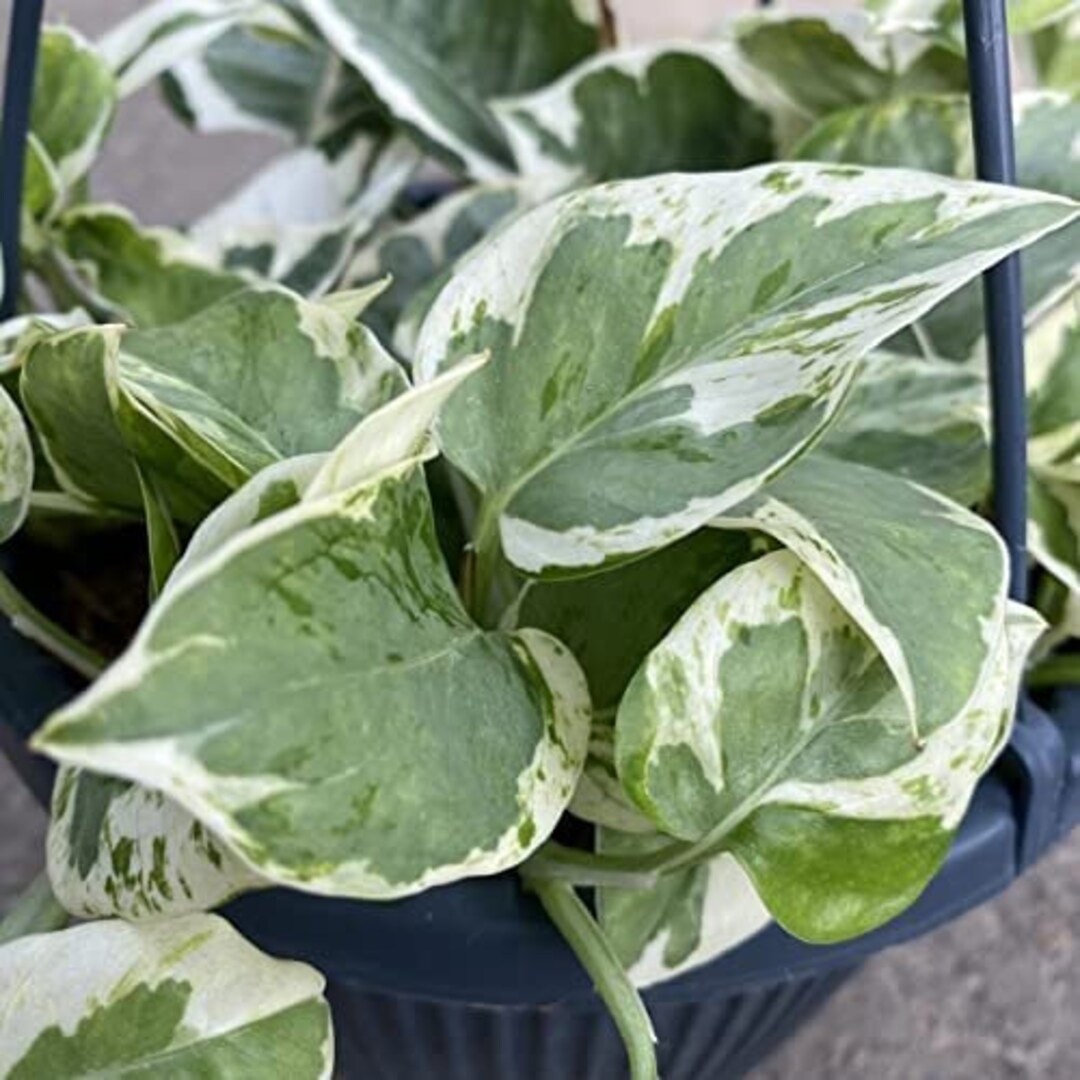 Pothos - Live Plants in 6 Inch Pots - Stunning Houseplant With Unique ...