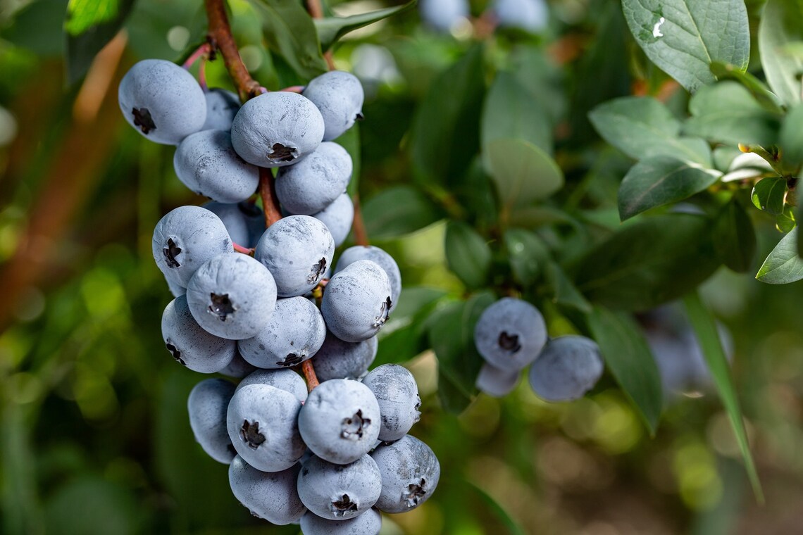 Sharpblue Blueberry Live Plant in a 1 Gallon Pot Vaccinium - Etsy
