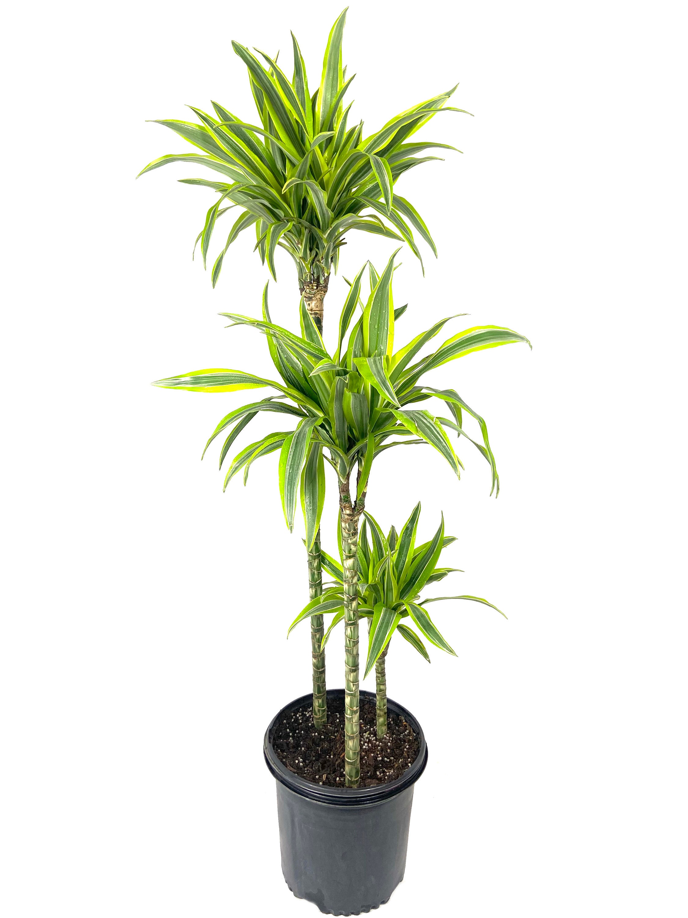 Dracaena Lemon Lime Cane - Dragon Tree - 3 Staggered Canes - Live Plant ...