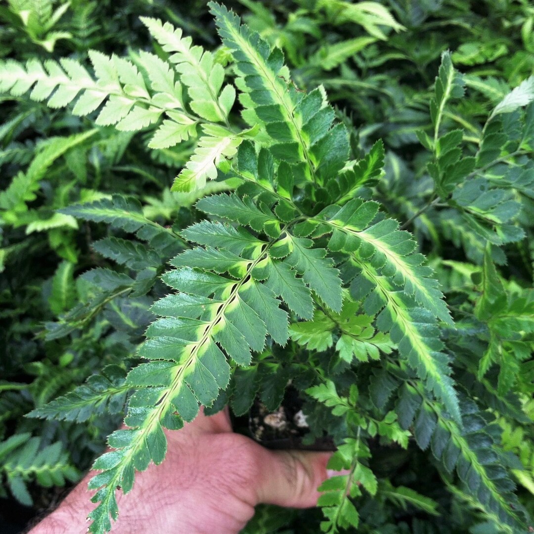 East Indian Holly Fern - Live Plant in a 6 Inch Grower's Pot ...