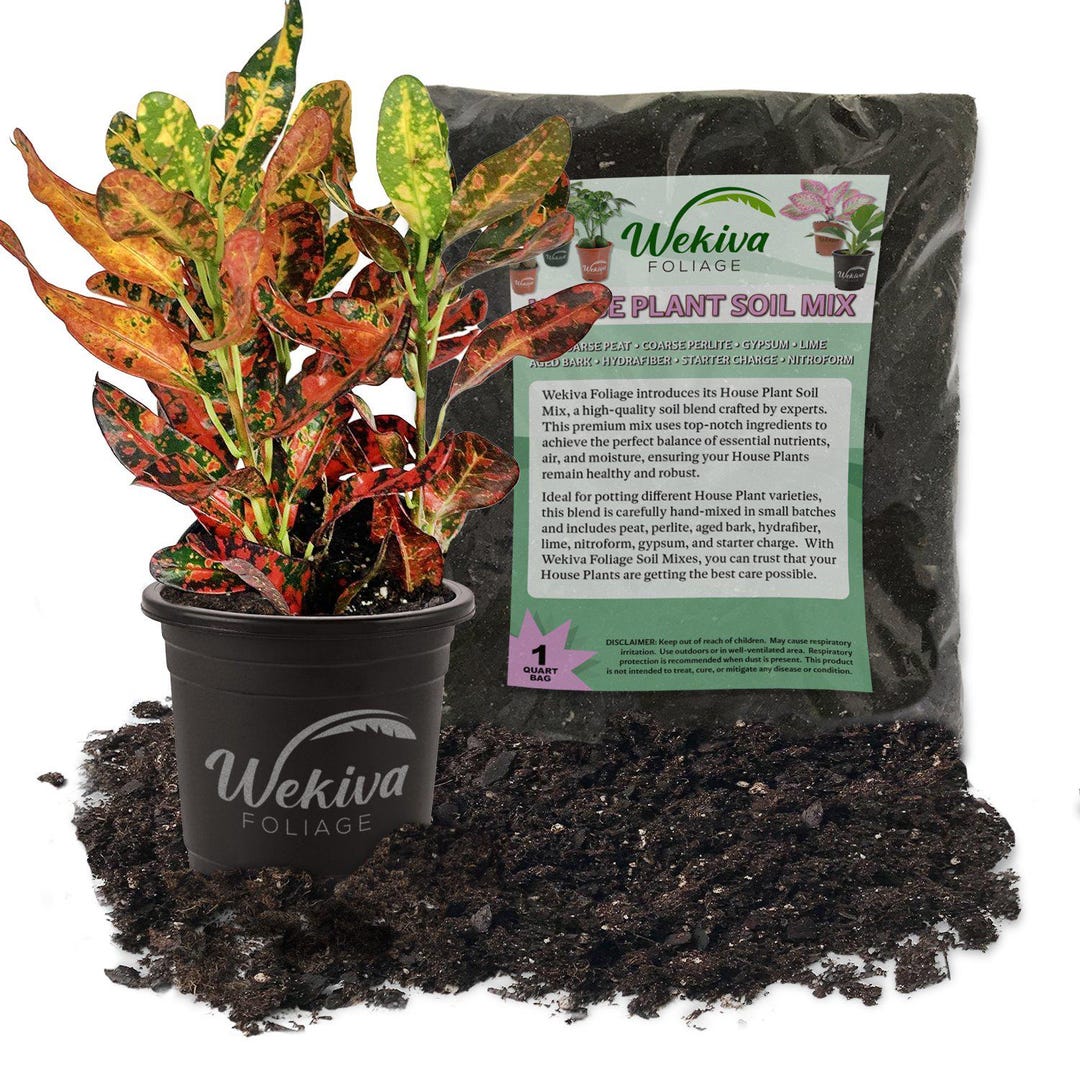 Croton Red Batik and Soil Mix Combo - Live Plant in a 4 Inch Pot With 1 ...