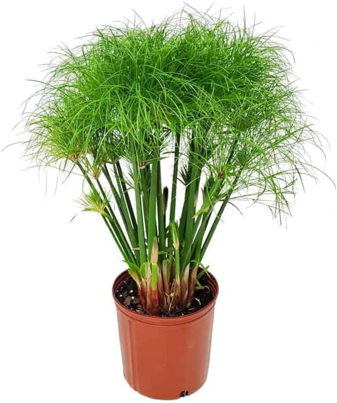 Papyrus Plant Live Plant in a 10 Inch Pot Cyperus Papyrus Beautiful ...