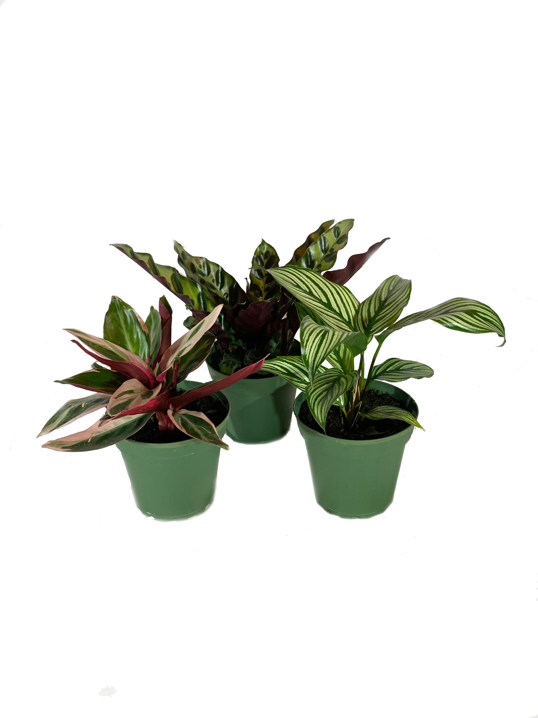 Vittata Peacock Plant Calathea 4inch Pot Unique and Rare Houseplants ...