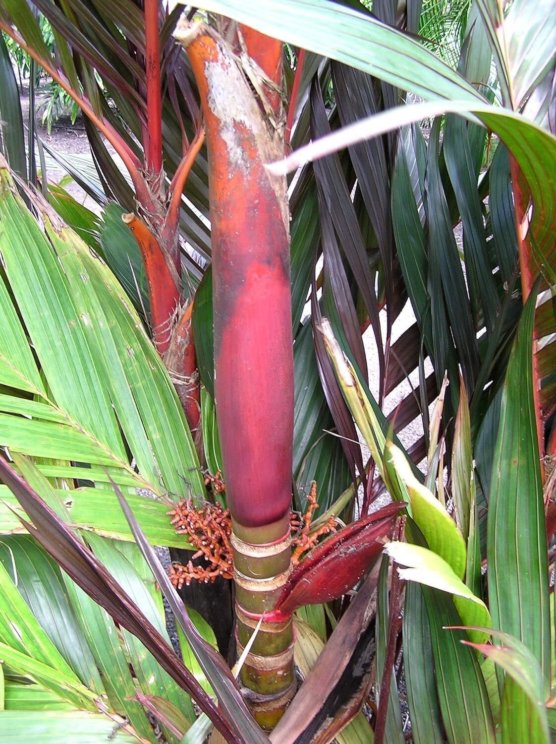 Maroon Crownshaft Palm Tree - Live Plant in a 3 Gallon Grower's Pot ...