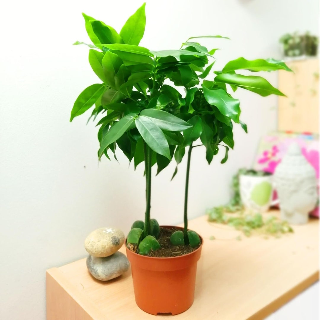 Lucky Bean Plant Live Plant in a 4 Inch Pot Castanospermum - Etsy