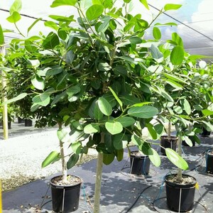 Ficus Audrey Standard - Live Plant in a 10 Inch Pot - Ficus ...
