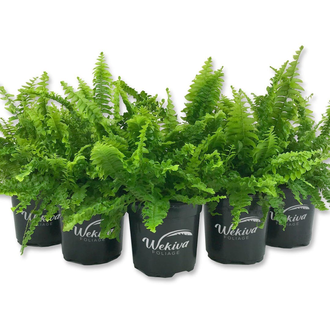 Boston Compacta Fern - Live Plants in 4 Inch Pots - Nephrolepis ...