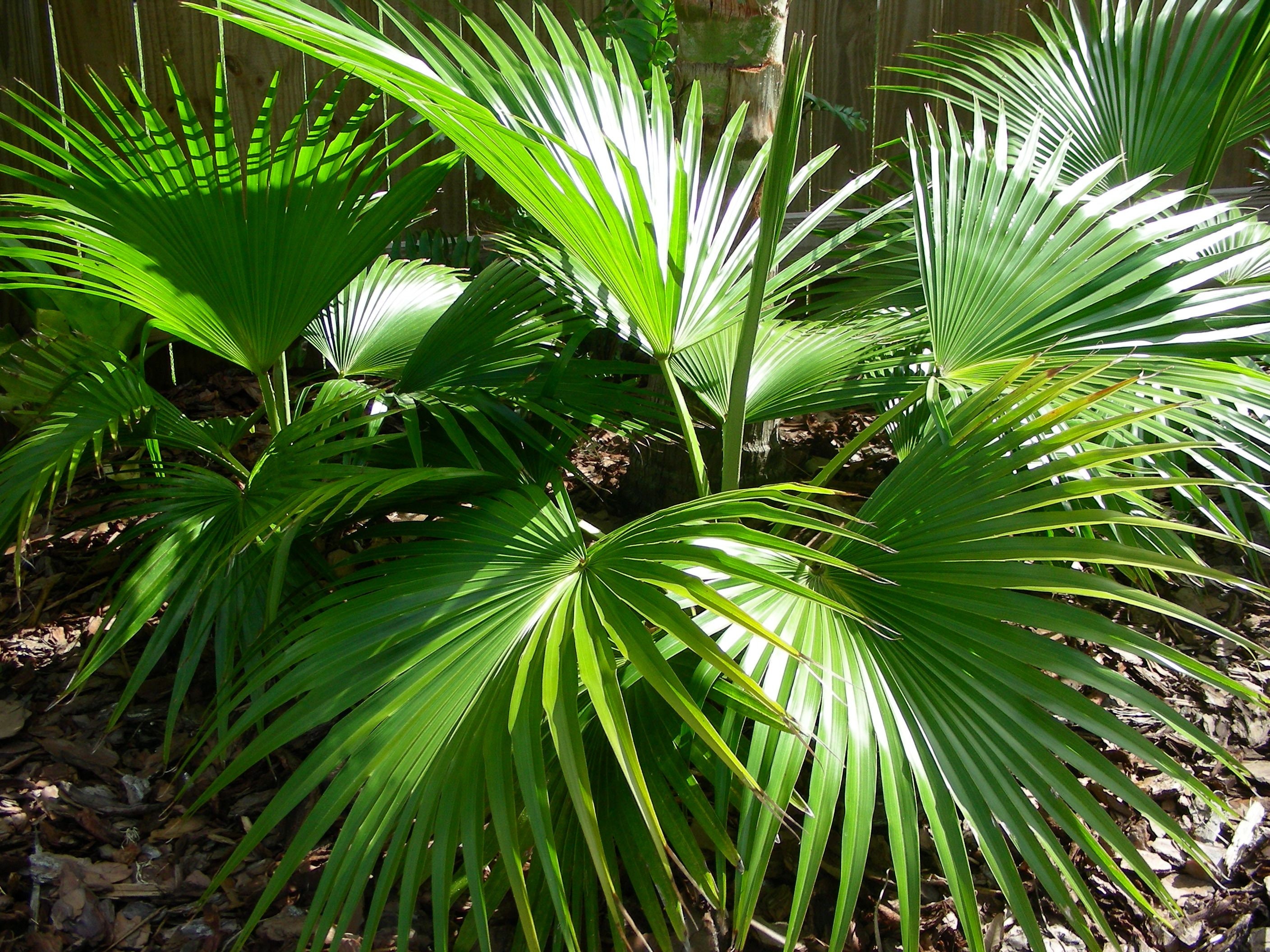 Chinese Fan Palm Live Plant in an 10 Inch Growers Pot - Etsy