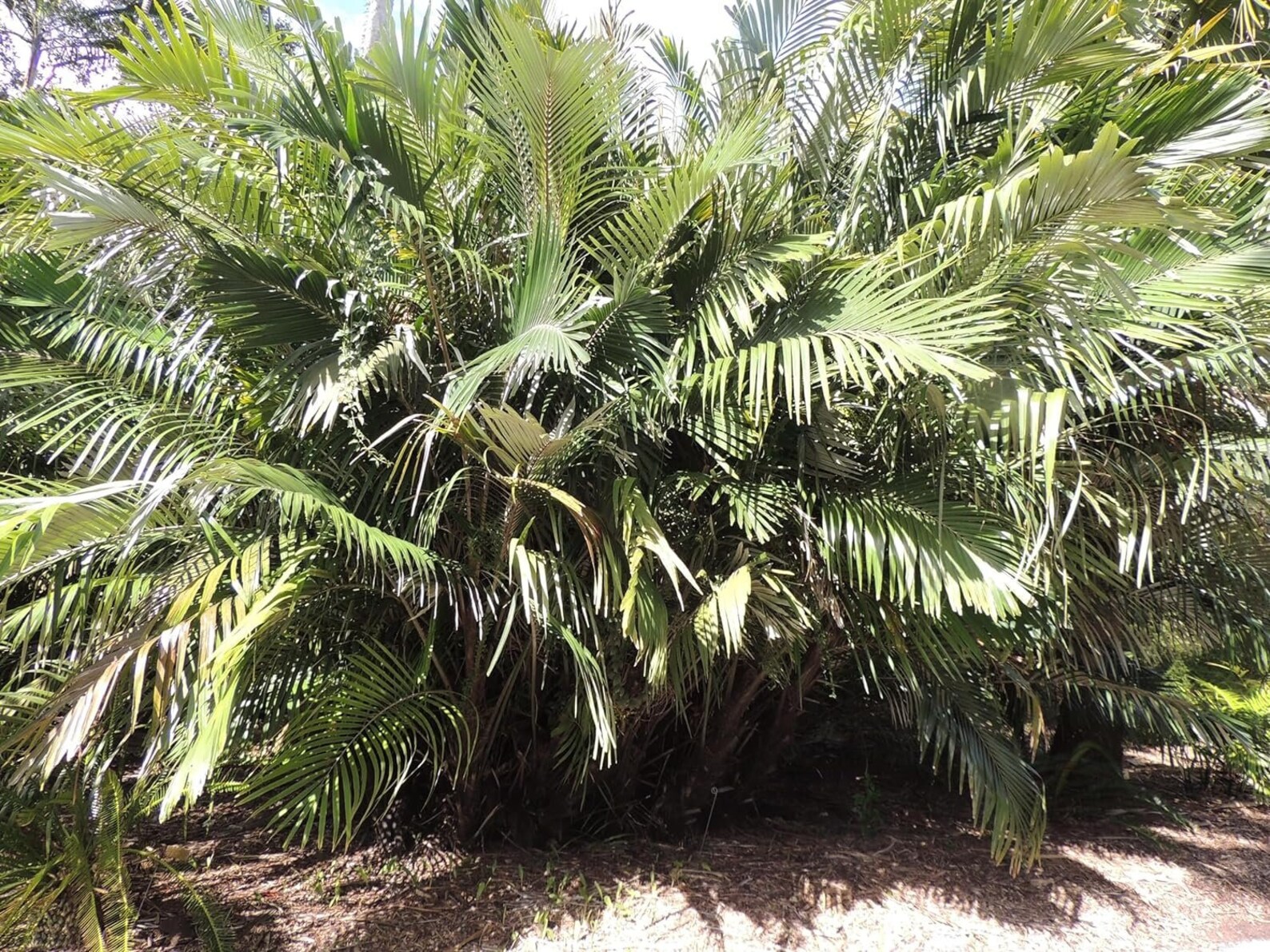 Dwarf Sugar Palm Tree Formosa Palm Live Plant in a 3 Gallon Grower's ...