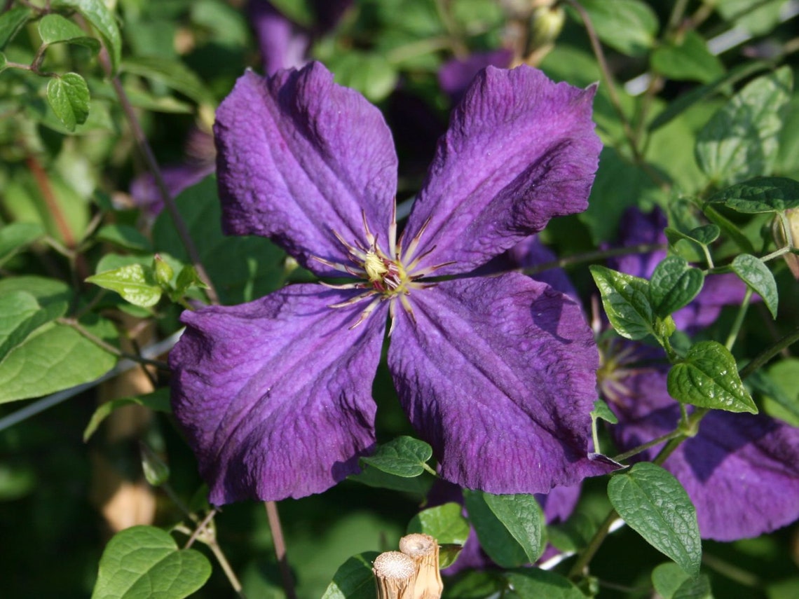 Clematis Polish Spirit Live Plant in a 4 Inch Growers Pot - Etsy