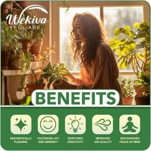 Clematis John Huxtable - Live Starter Plants in 2 Inch Growers Pots ...