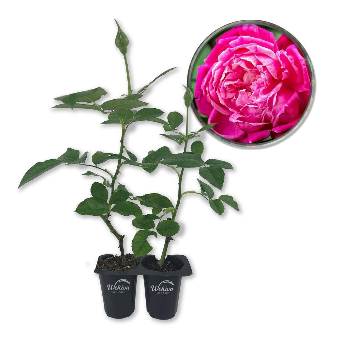 Louis Philippe Rose Bush - Live Starter Plants in 2 Inch Growers Pots ...