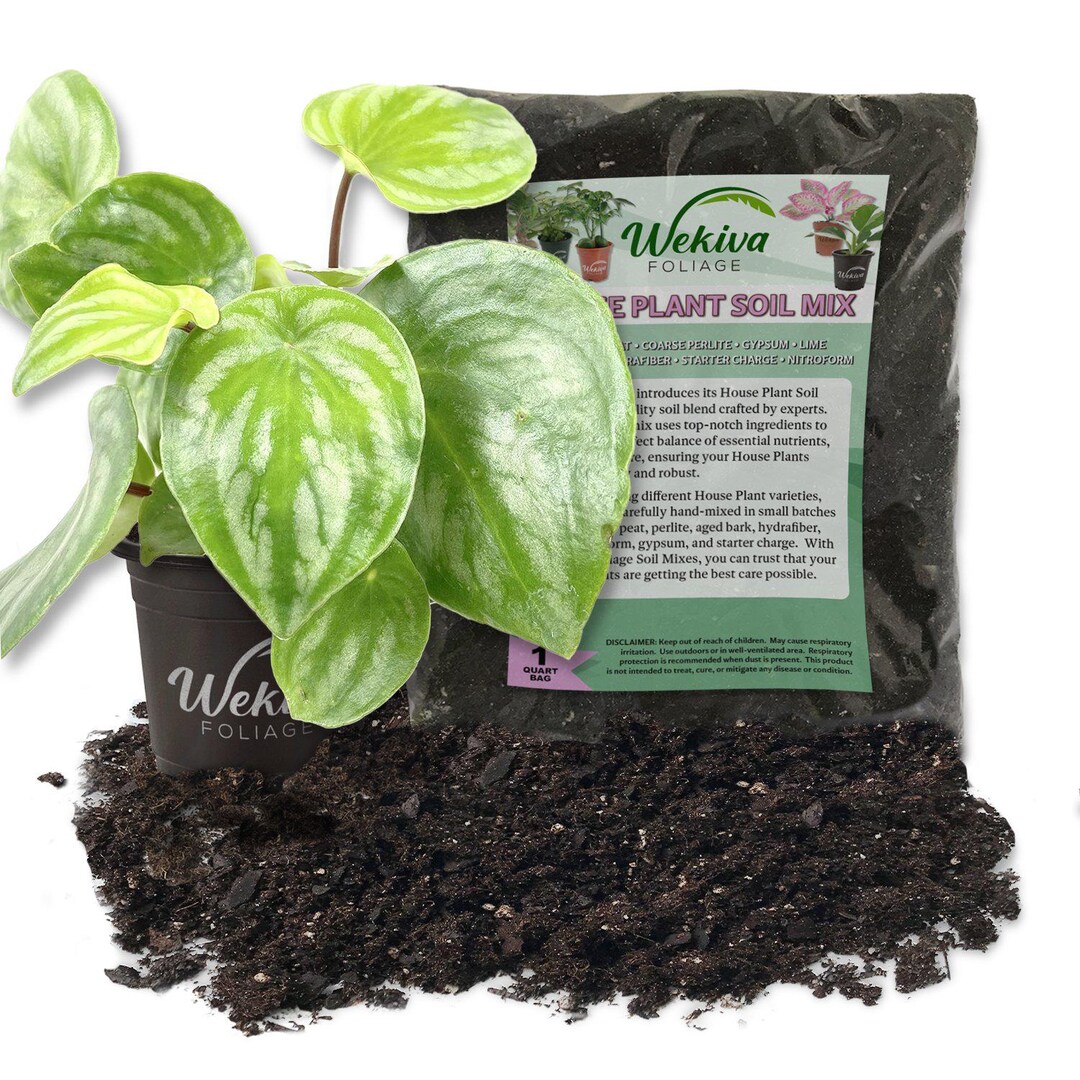 Peperomia Watermelon and Soil Mix Combo Live Plant in a 4 Inch Pot With ...