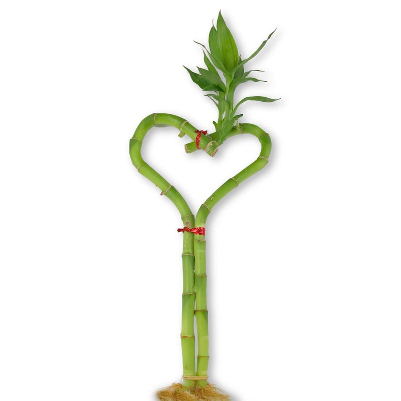 Lucky Bamboo Plant - Etsy