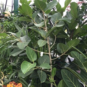 Ficus Audrey Standard - Live Plant in a 10 Inch Pot - Ficus ...