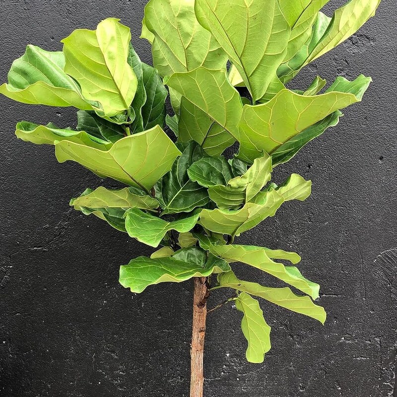 Fiddle Leaf Fig Tree - Etsy