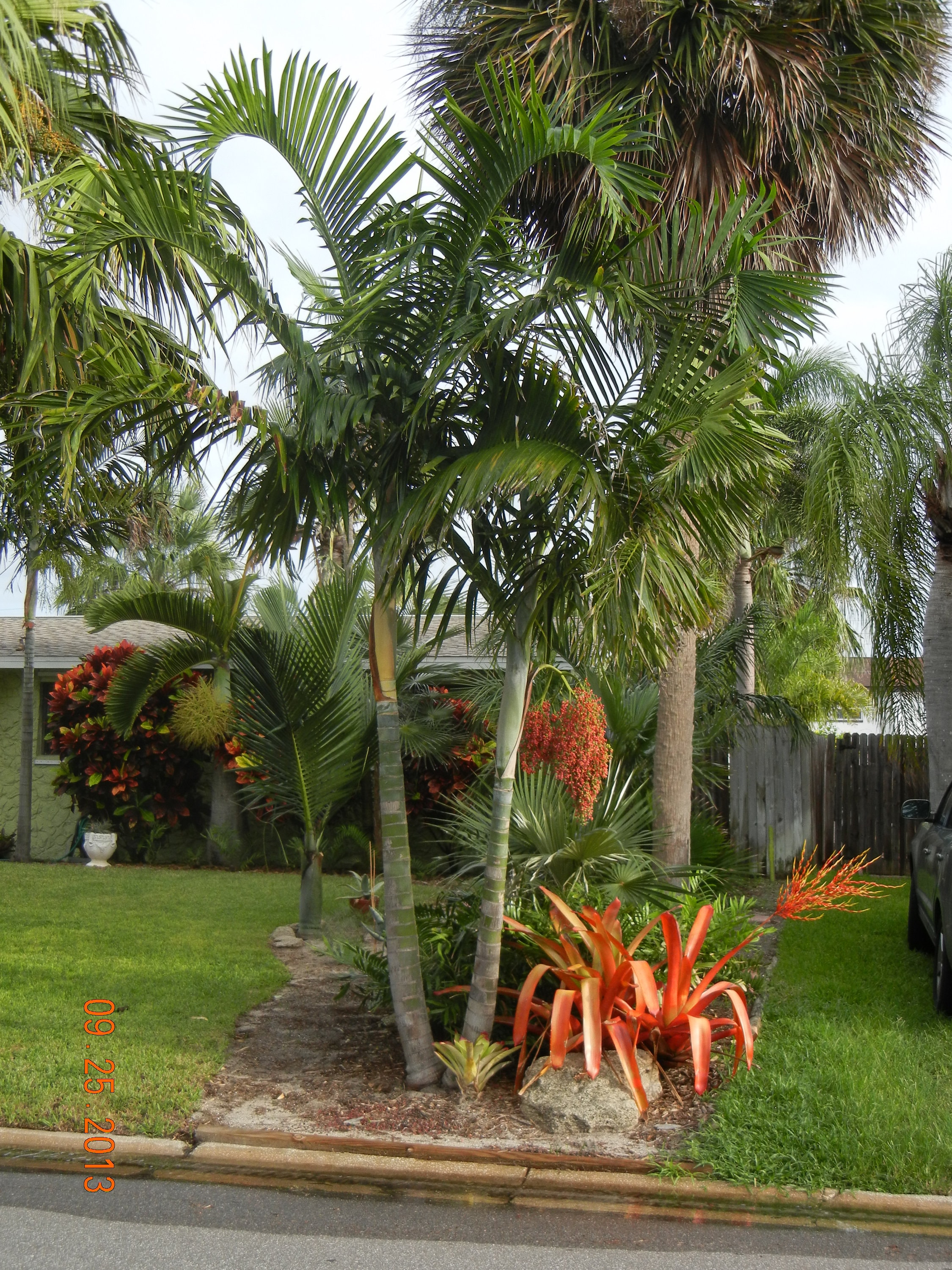 Dypsis Pembana