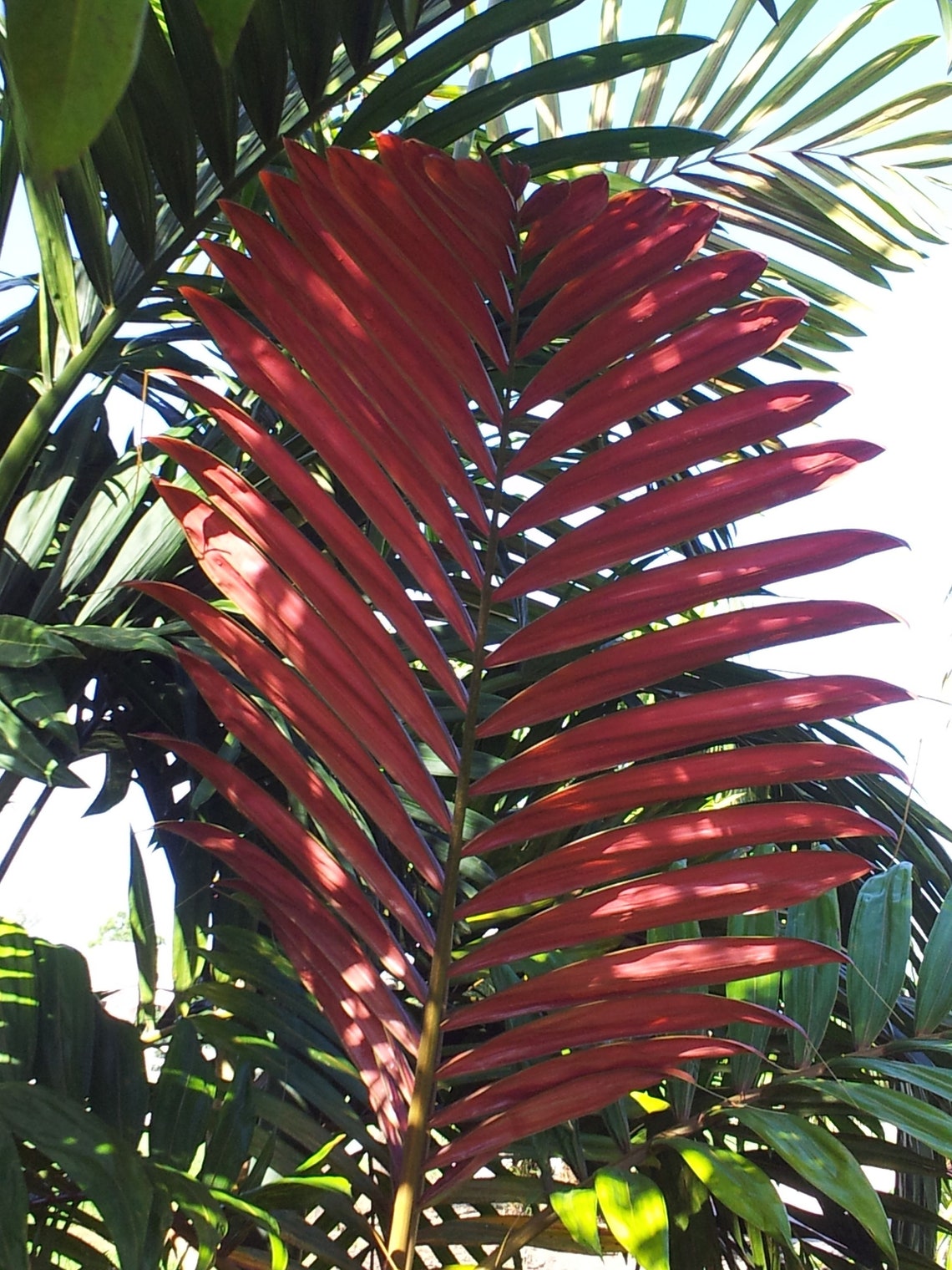 Red Flame Thrower Palm Live Plant in a 3 Gallon Growers Pot - Etsy