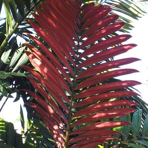 Red Flame Thrower Palm - Live Plant in a 3 Gallon Growers Pot ...