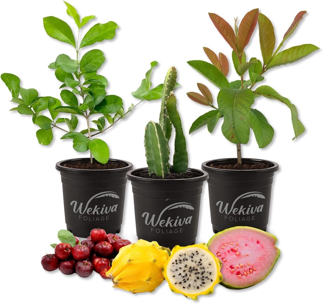 Fruit Fiesta Trio 3 Live Plants in 4 Inch Pots One Each of Guava Tree ...