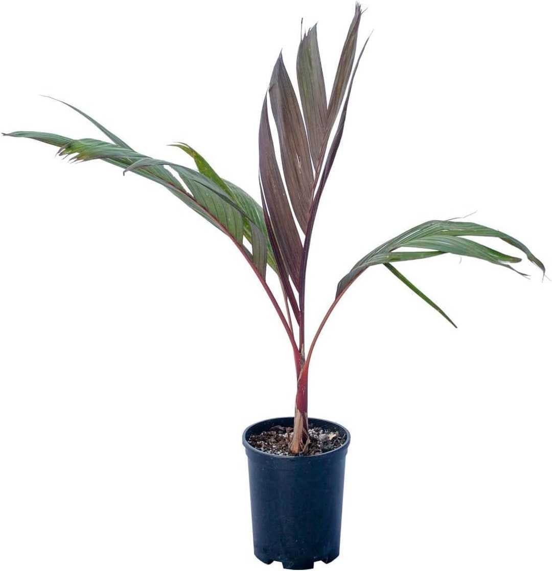 Maroon Crownshaft Palm Tree - Live Plant in a 3 Gallon Grower's Pot ...