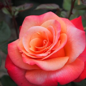 Colorific Rose Bush Live Starter Plants in 4 Inch Pots Beautifully ...