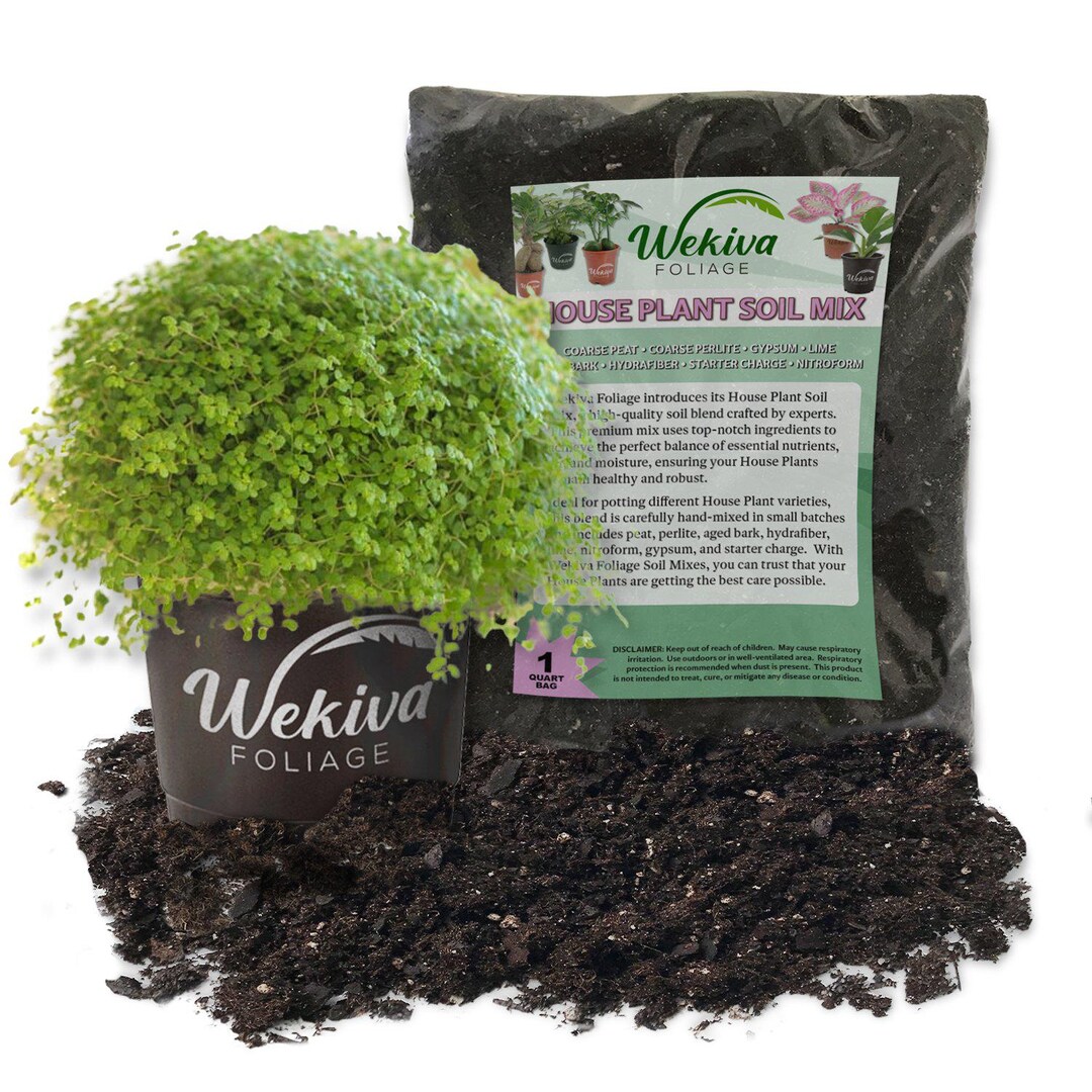 Baby's Tears Plant and Soil Mix Combo Live Plant in a 4 Inch Pot With 1 ...