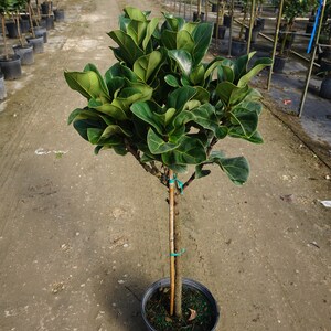 Ficus Audrey Standard - Live Plant in a 10 Inch Pot - Ficus ...