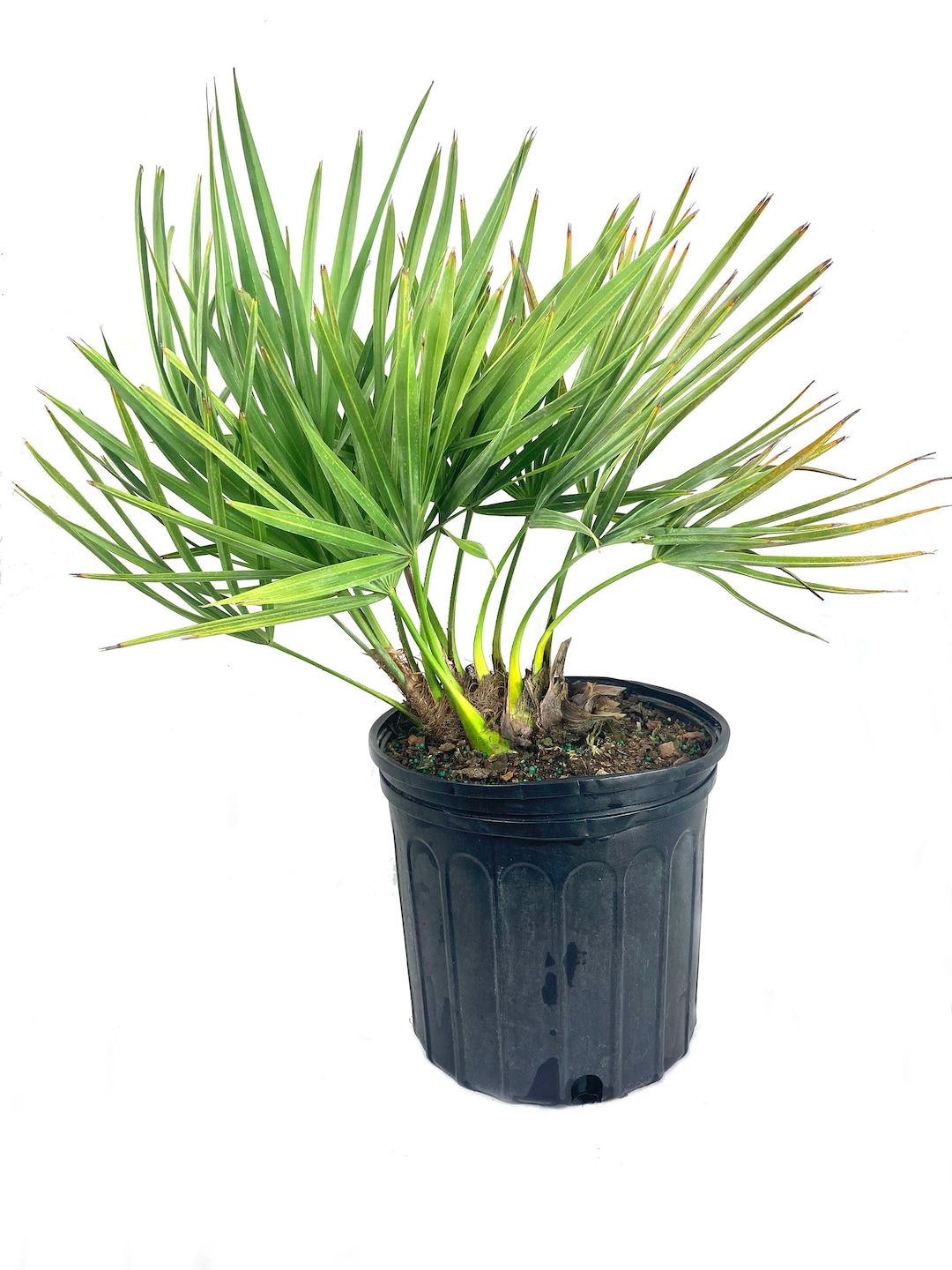 Hybrid Saw Palmetto - Live Plant in a 10 Inch Growers Pot - Serenoa ...