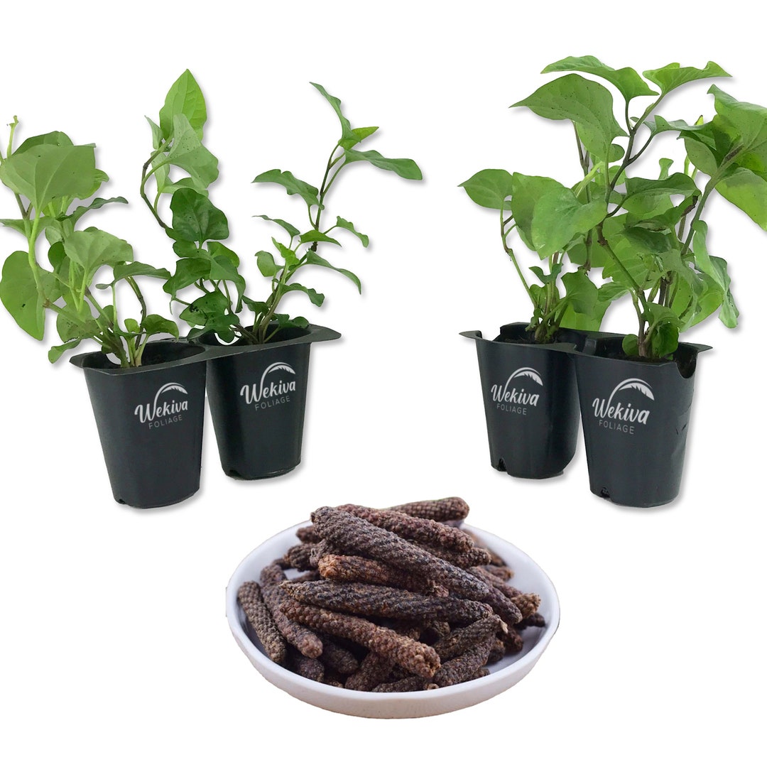 Long Pepper Plant - 4 Live Starter Plants in 2 Inch Pots - Piper Longum ...