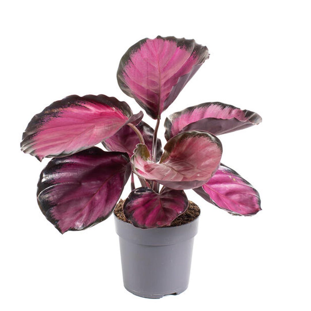 Calathea Purple Rose Live Plants in 4 Inch Growers Pots Calathea ...