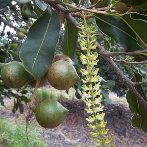 Beaumont Macadamia Nut Tree Live Plants in 1 Gallon Pots Macadamia ...