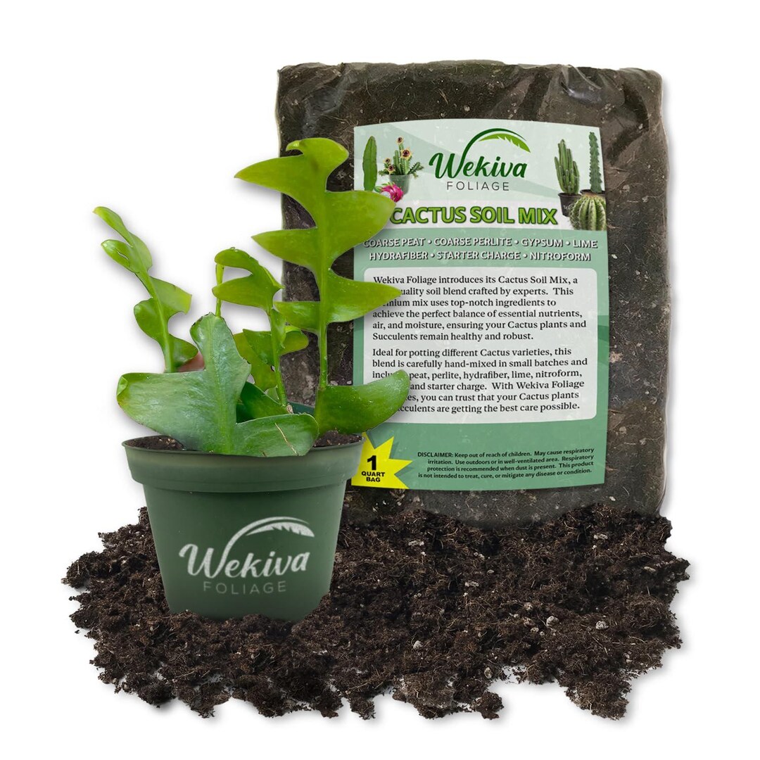 Shark's Tooth Cactus and Soil Mix Combo Live Plant in a 4 Inch Pot With ...