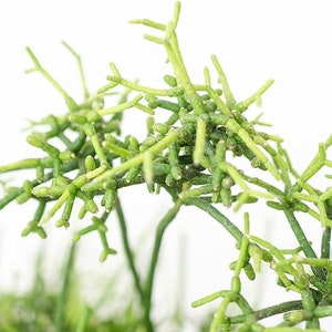 Coral Cactus Live Plants in 2 Inch Pots Rice Cactus Rhipsalis ...